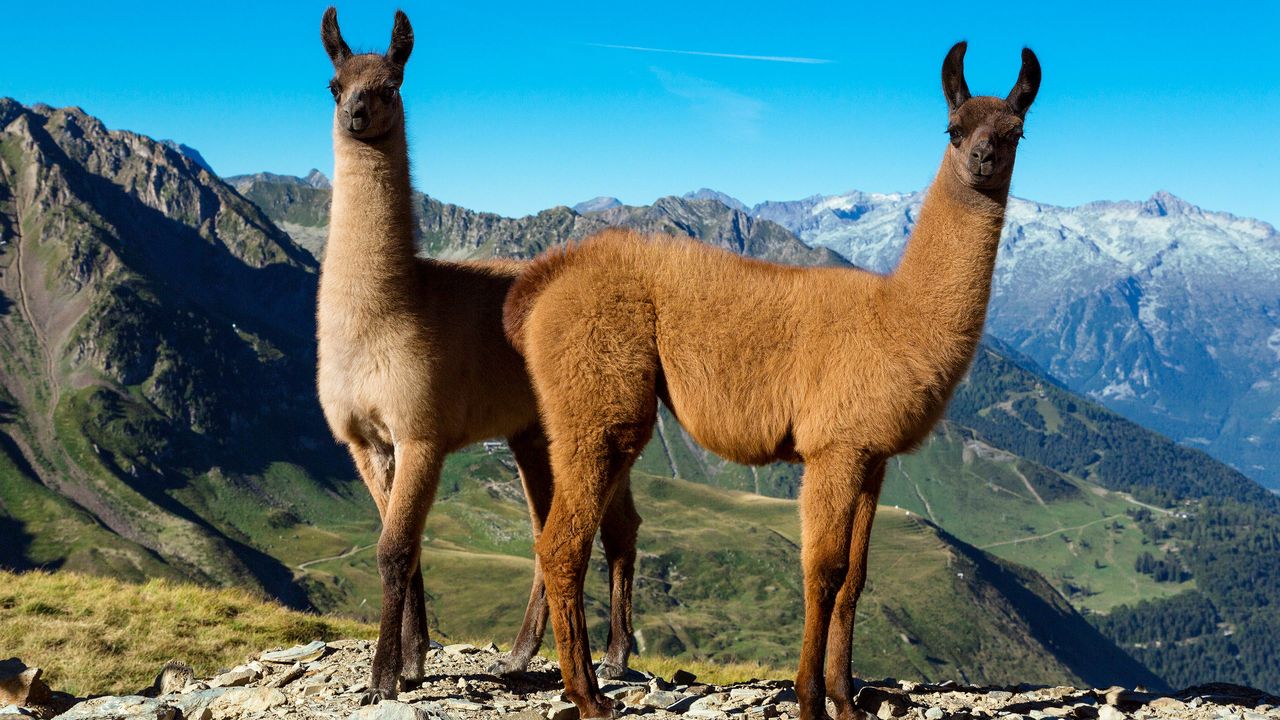 Llama Lookout Windows 4k壁纸 Windows 聚焦 Spotlight 锁屏壁纸