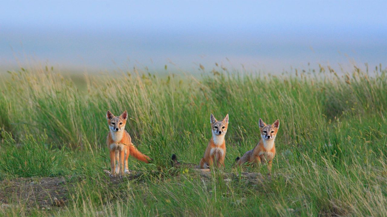 Junge Swiftfüchse im Grasslands-Nationalpark in der Nähe von Val Marie ...
