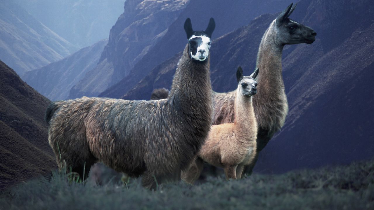 Llamas of a different color - Windows 4K壁纸 | Windows 聚焦（Spotlight）锁屏壁纸