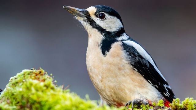 Tearful or cheerful? - Windows 4K壁纸 | Windows 聚焦（Spotlight）锁屏壁纸