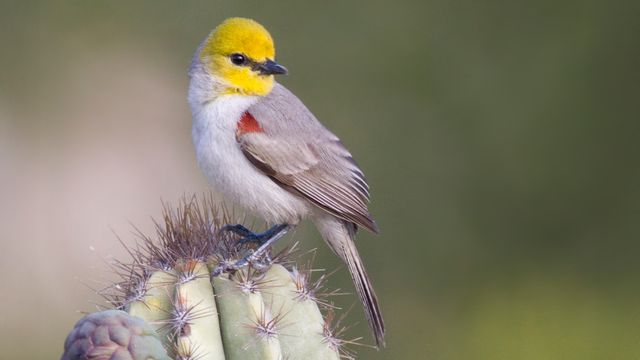 Tearful or cheerful? - Windows 4K壁纸 | Windows 聚焦（Spotlight）锁屏壁纸