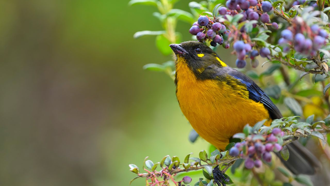 Tearful or cheerful? - Windows 4K壁纸 | Windows 聚焦（Spotlight）锁屏壁纸