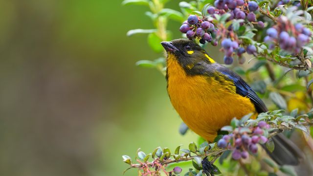 Tearful or cheerful? - Windows 4K壁纸 | Windows 聚焦（Spotlight）锁屏壁纸