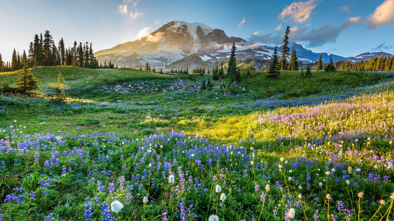 Wildflowers in Mount Rainier National Park, Washington - 4K必应壁纸 | Bing ...